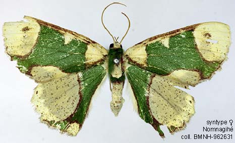 Papua Insects Foundation (Lepidoptera/Geometridae(Geometrinae ...